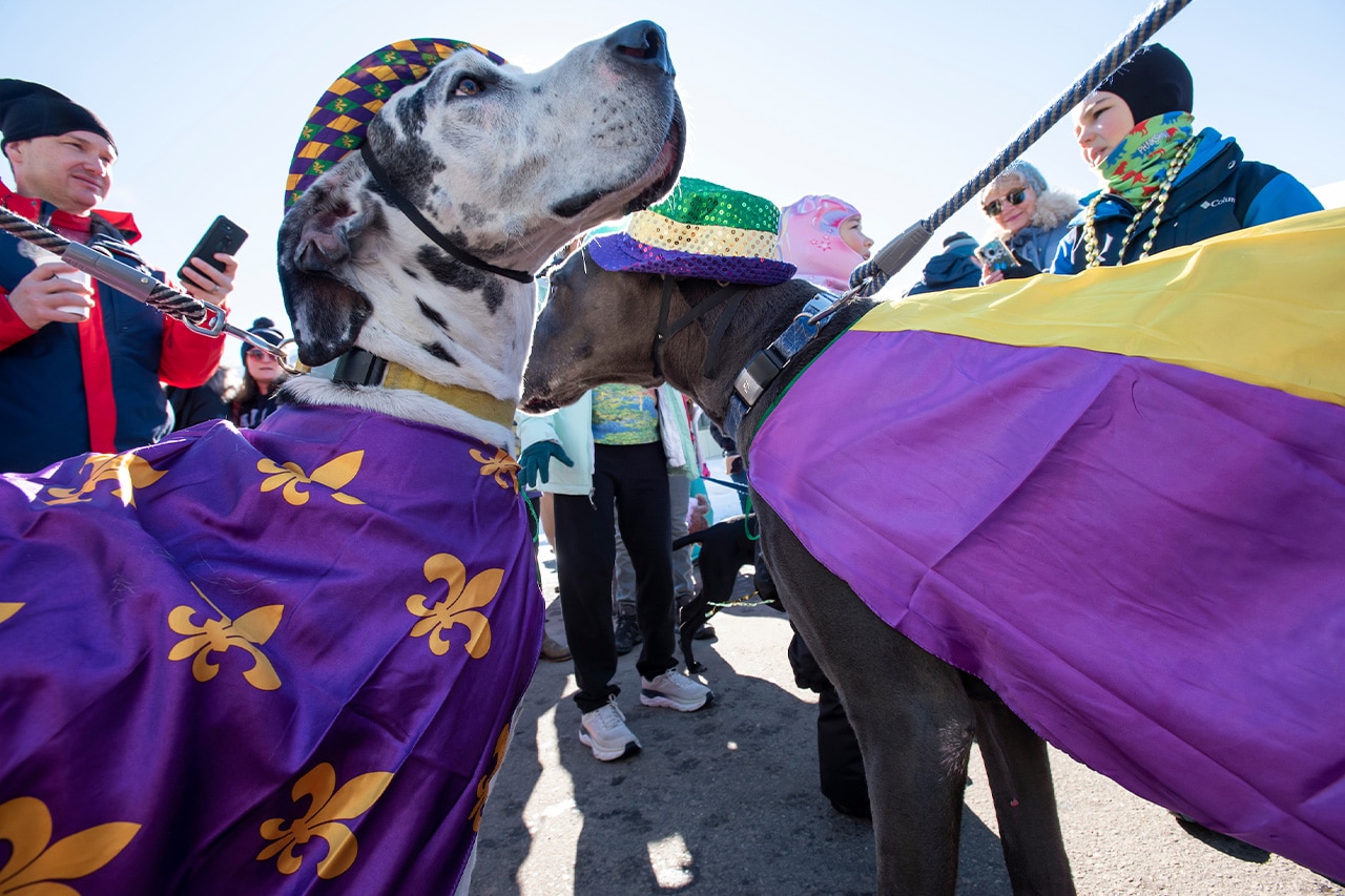 Dogs in costumes to parade down Frisco’s Main Street as part of Mardi ...
