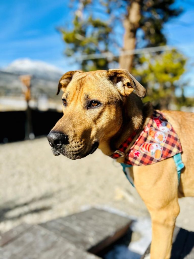 Pet scene: Summit County’s adoptable pets for the week of Feb. 19 ...