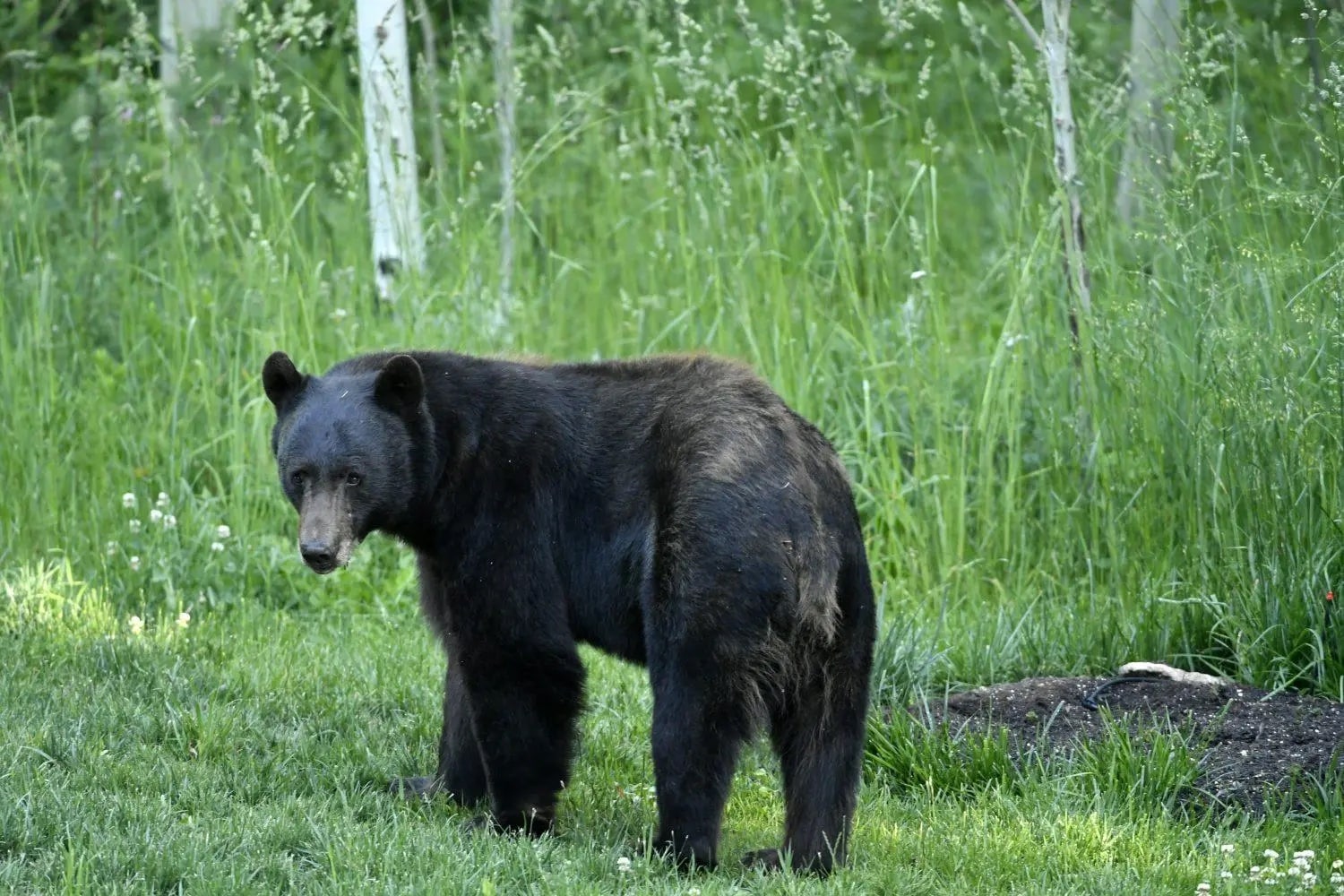 Bear vs. human conflicts up 16% in Colorado; down along Front Range ...