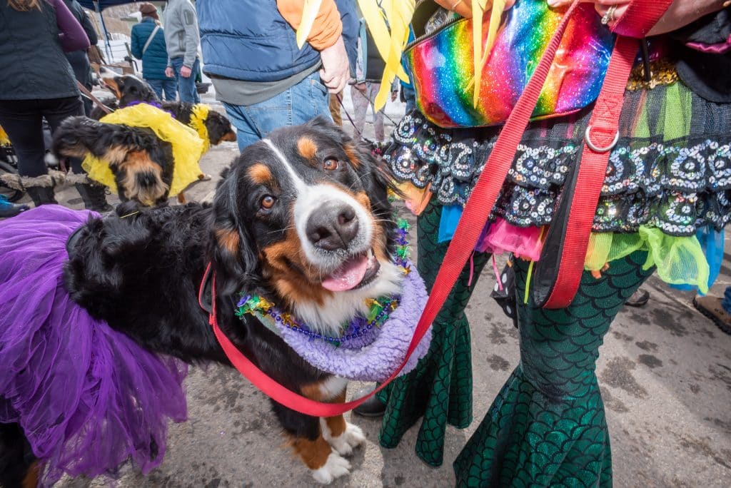 PHOTOS: Dogs in costume parade down Frisco’s Main Street for Mardi Gras ...