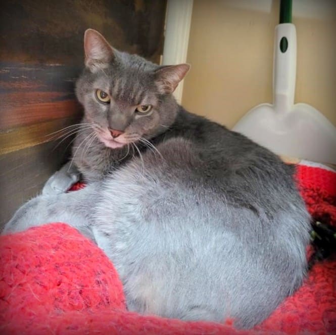 Pet scene: Summit County’s adoptable pets for the week of March 12 ...