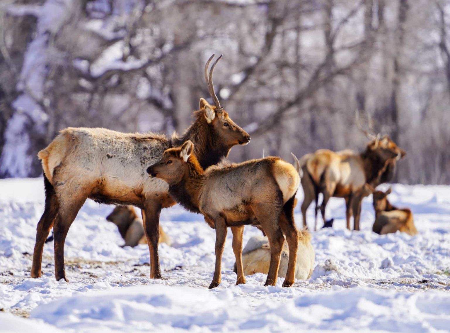 Get Wild: How do elk and moose survive harsh Colorado winters? Their ...