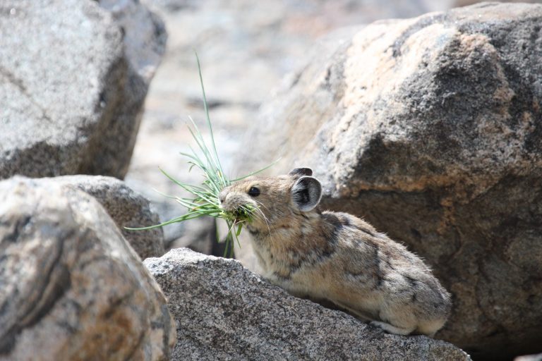 Get Wild: Pikas go subnivean, a land full of snow tunnels and hay ...