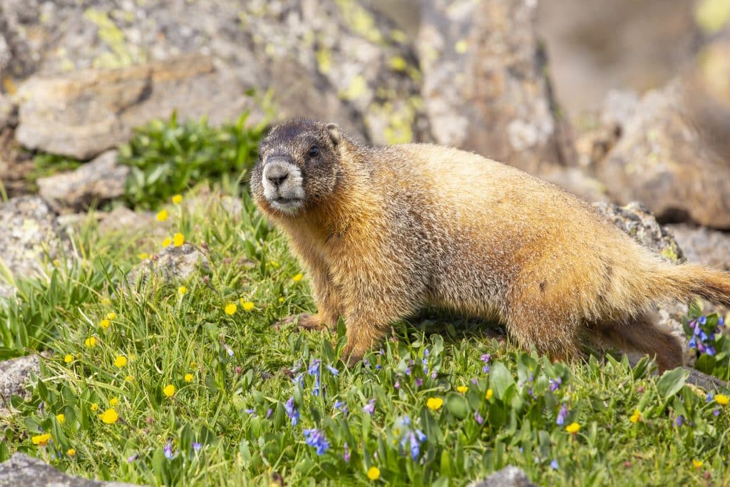 Get Wild: A madness of marmots | SummitDaily.com