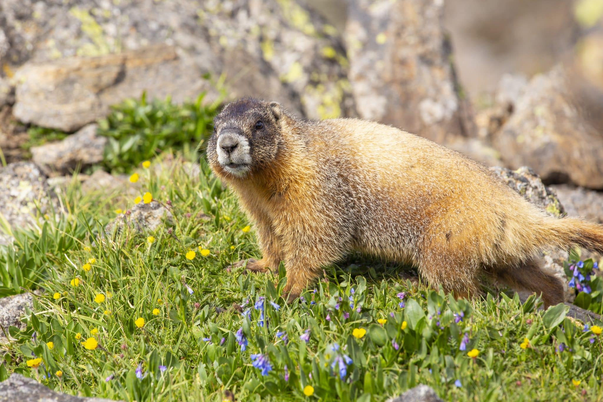 Get Wild: A madness of marmots | SummitDaily.com
