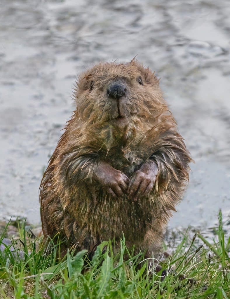 Colorado has funding for projects meant to restore wetland habitat ...