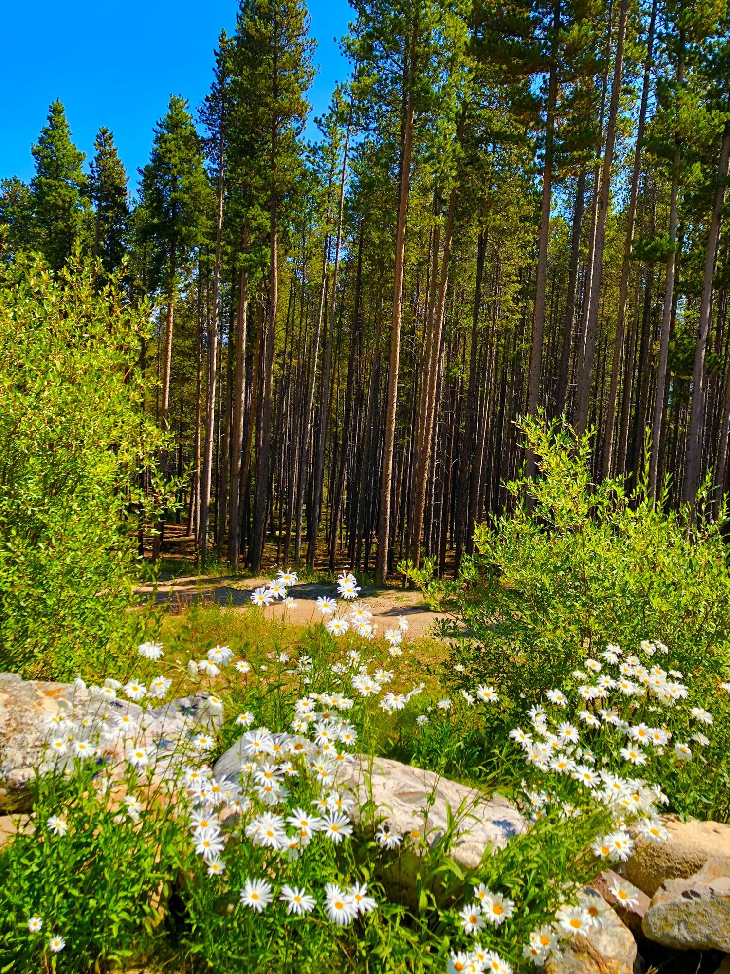 Readers share their images of their favorite Summit County trails ...
