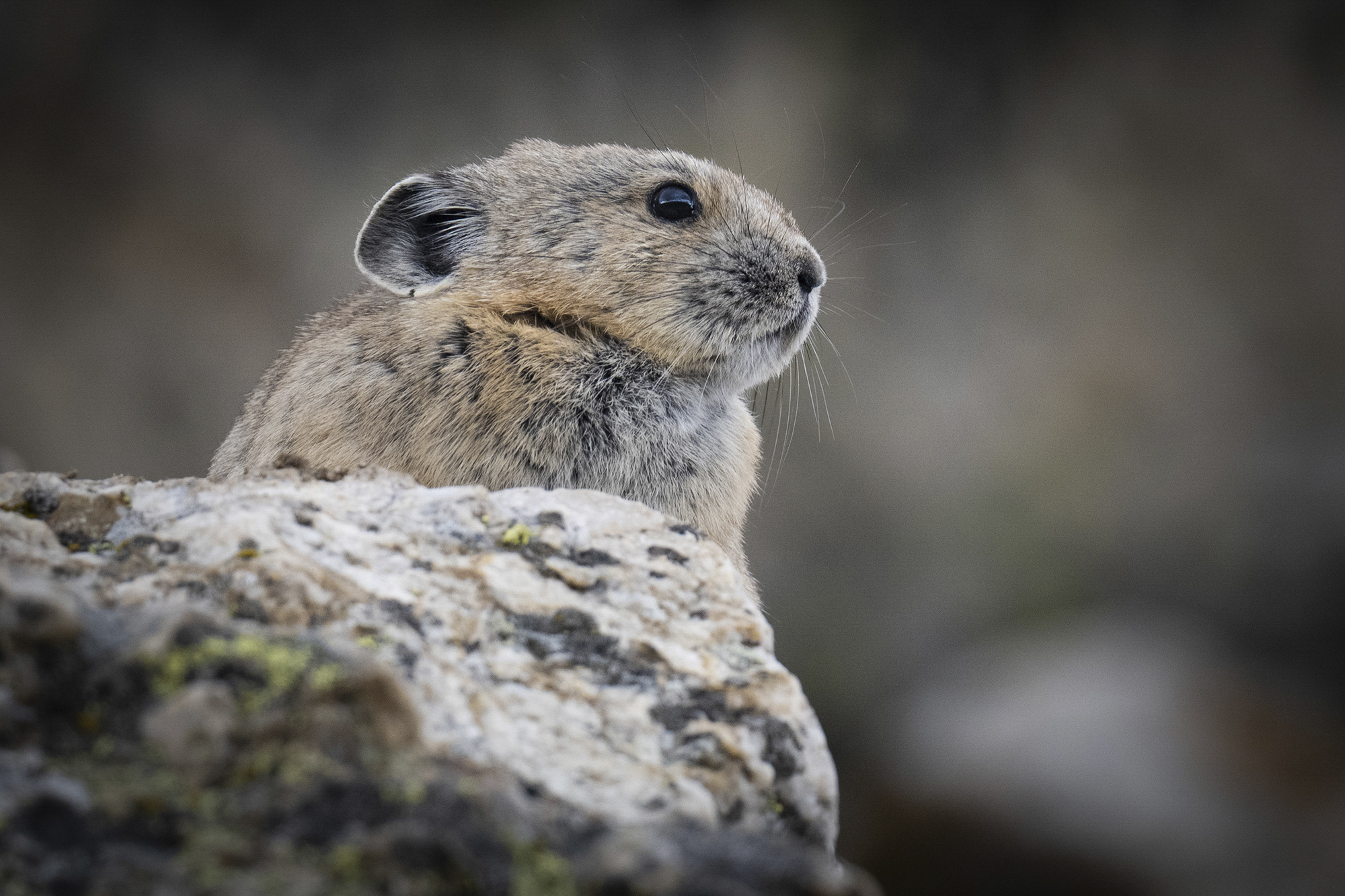 ‘Really freaking cute’: Denver Zoo launches app to engage citizen ...