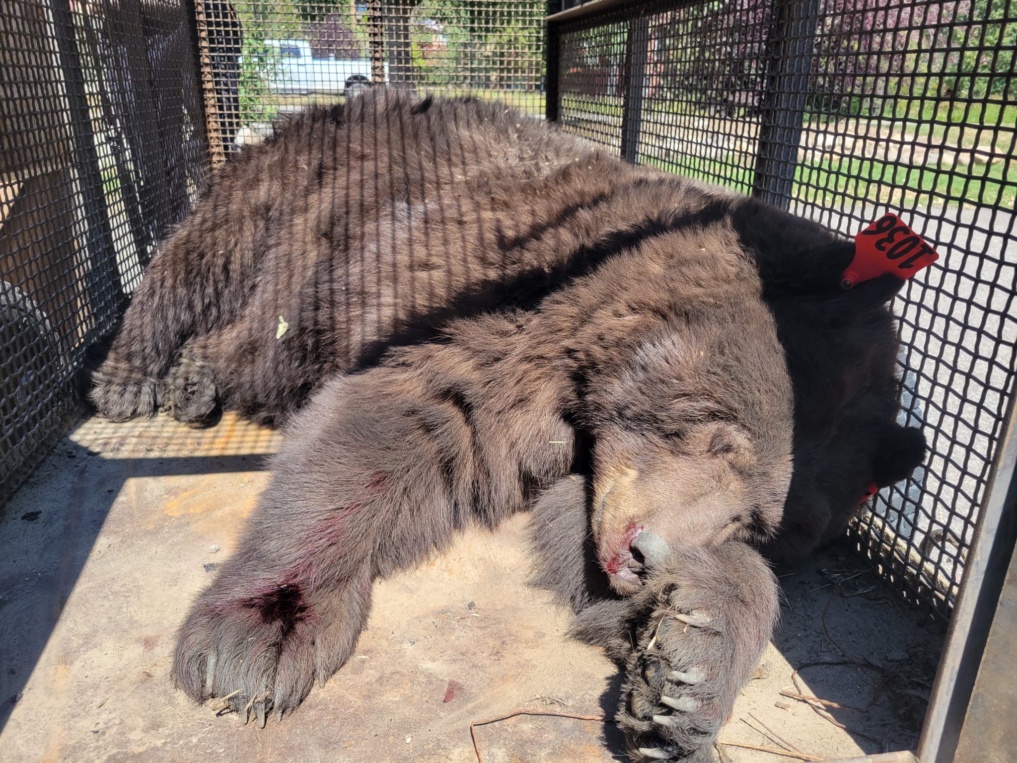 Older bear walks 46 miles back home to give birth after being relocated ...