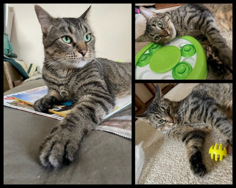 Pet scene: Summit County’s adoptable pets for the week of July 30 ...