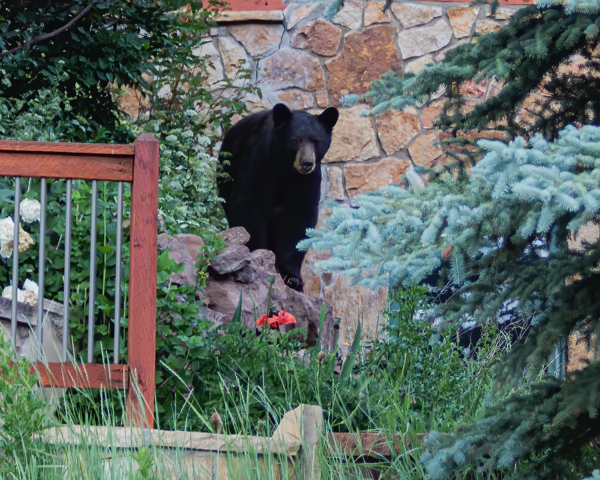 Bears are being spotted across Summit County and Colorado’s mountains ...
