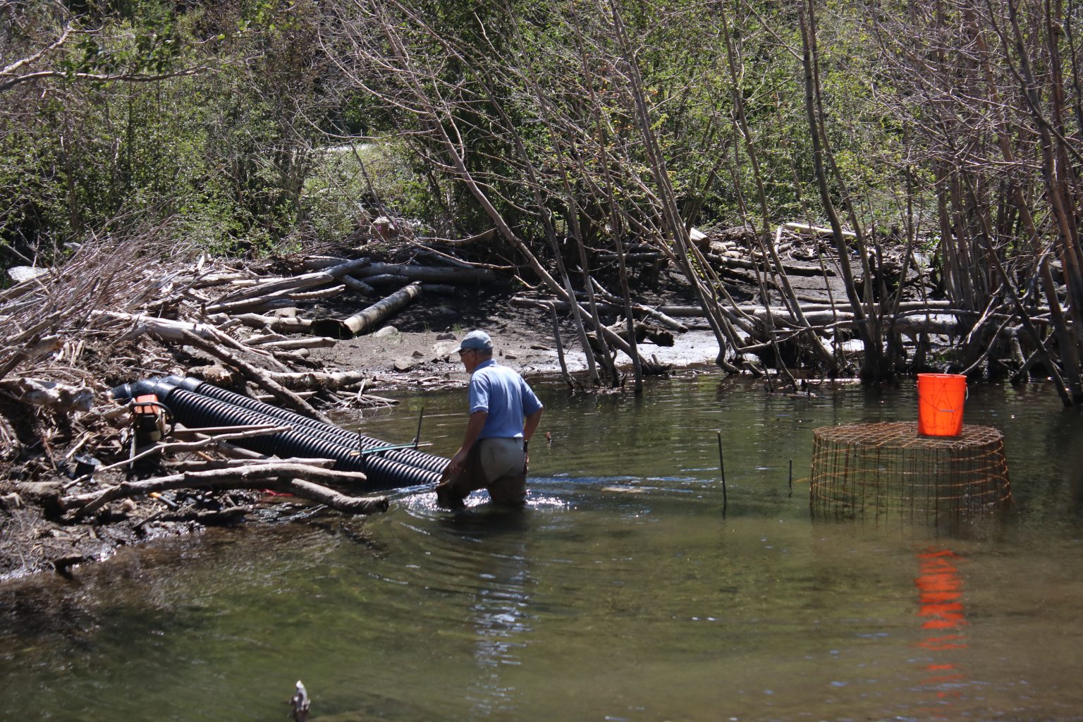 Frisco’s beaver-deceiver team helps humans ‘coexist happily’ with ...