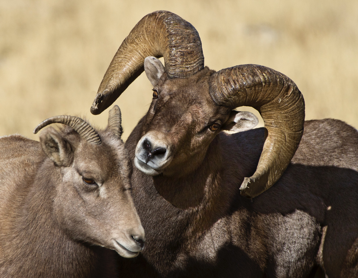 Get Wild: Colorado’s awesome state mammal could use a little help ...