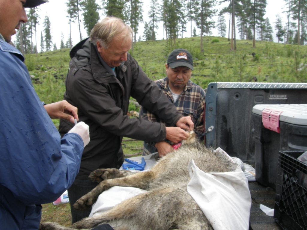 Will rule allowing for killing of wolves that attack livestock sink ...