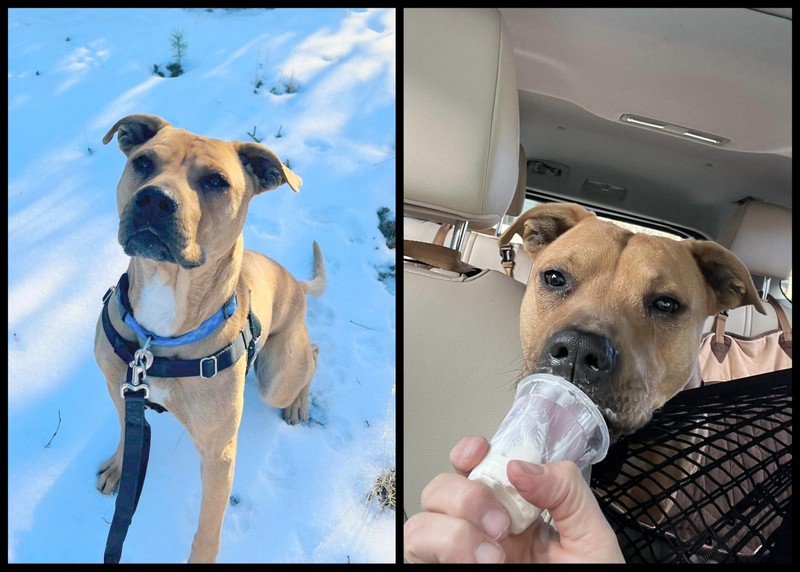 Pet scene: Summit County’s adoptable pets for the week of Nov. 26 ...