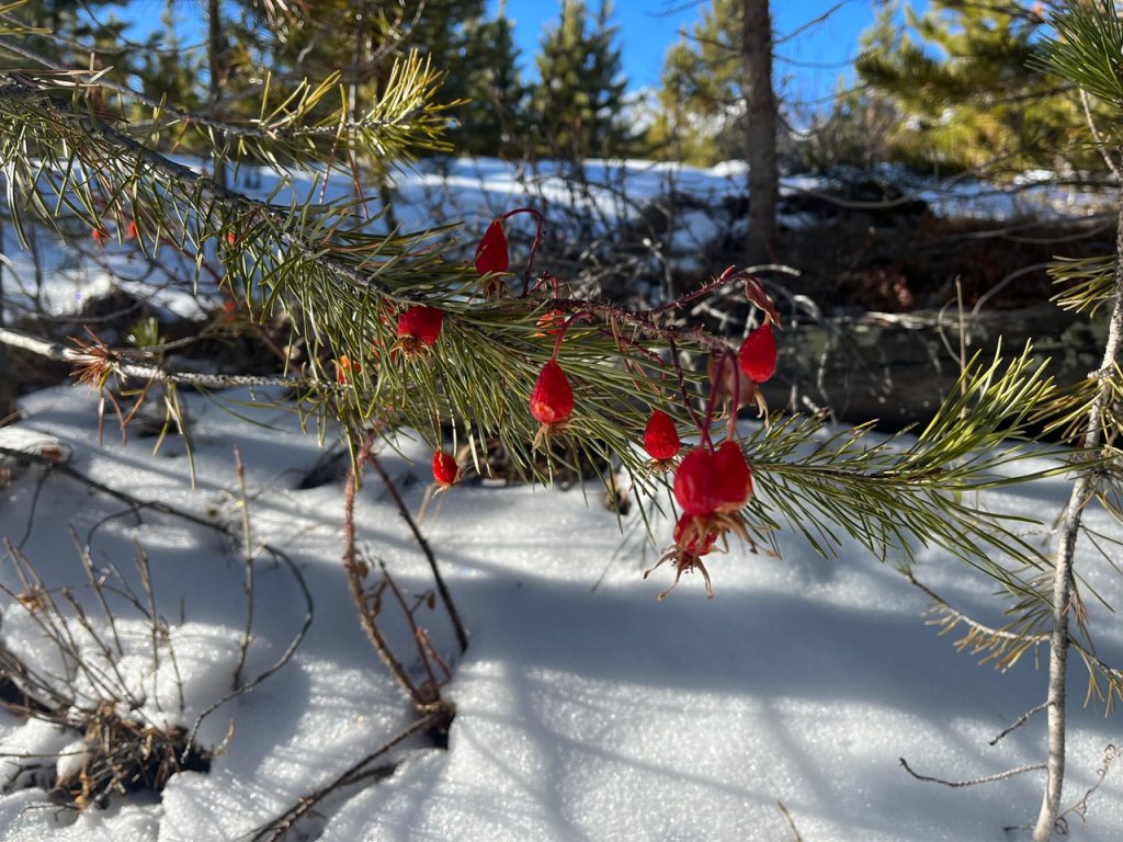 Get Wild: Winter flora in the High Country | SummitDaily.com