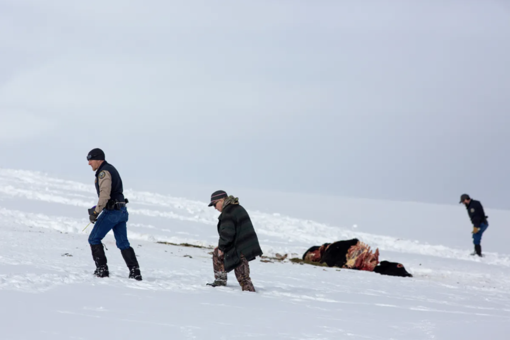 CPW says it will not kill wolves after attacks on North Park rancher’s ...