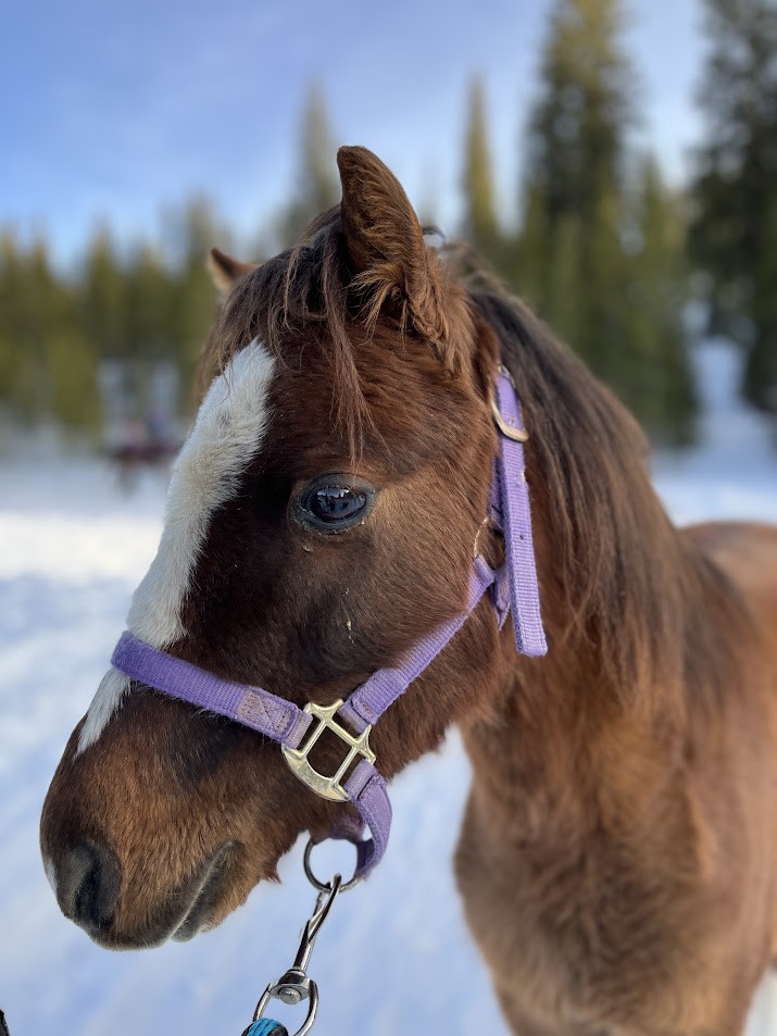 Preserving the Colorado ranching experience | SummitDaily.com