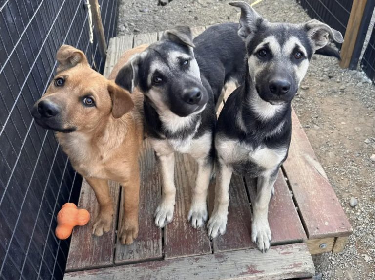 People abandoned their pets in historic numbers last year in Summit ...