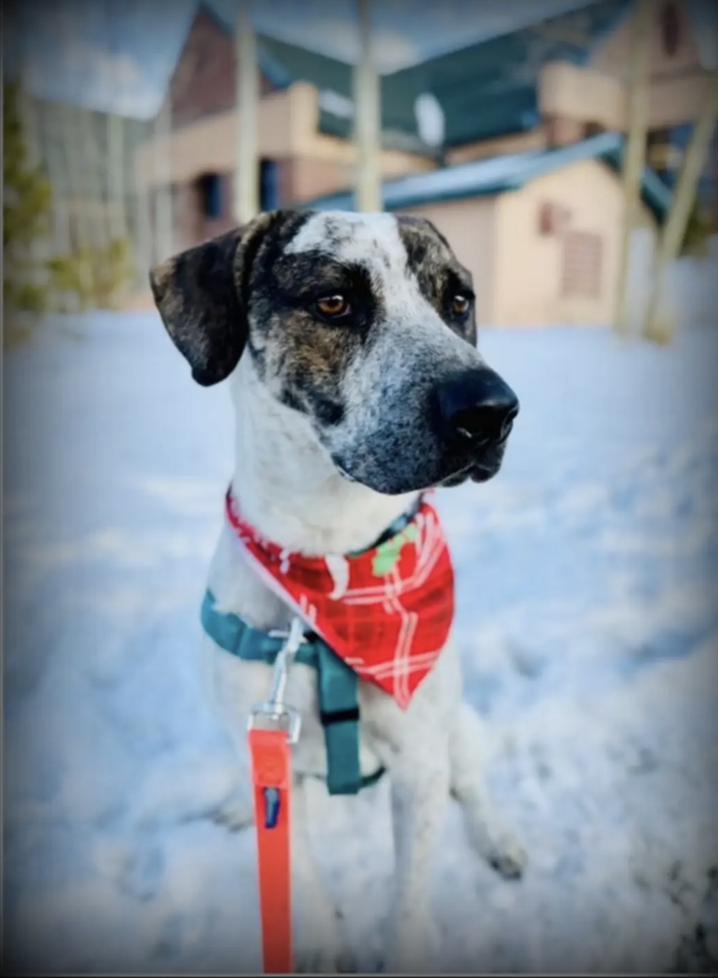 People abandoned their pets in historic numbers last year in Summit ...