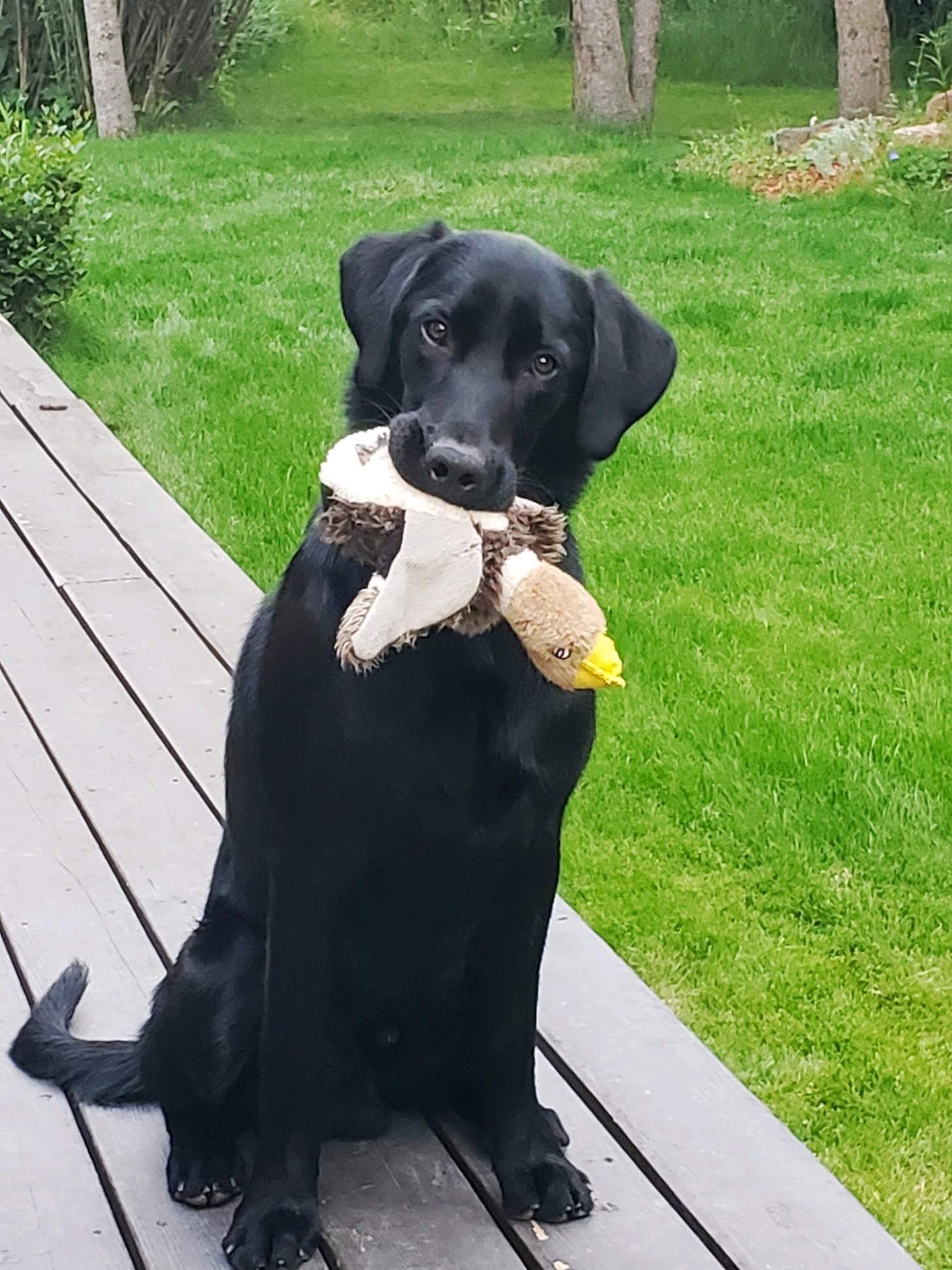 Colorado wildlife officials are tracking a mountain lion that attacked ...