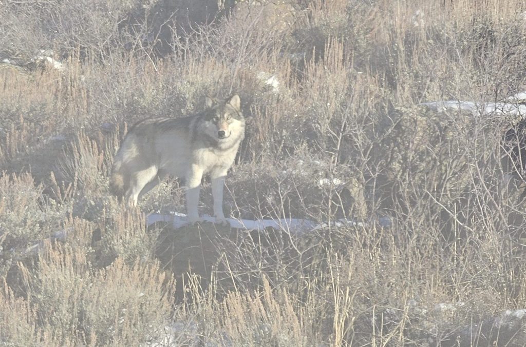 From ‘Wolf-sized’ to ‘Hi, puppy,’ suspected wolf reports in Colorado ...