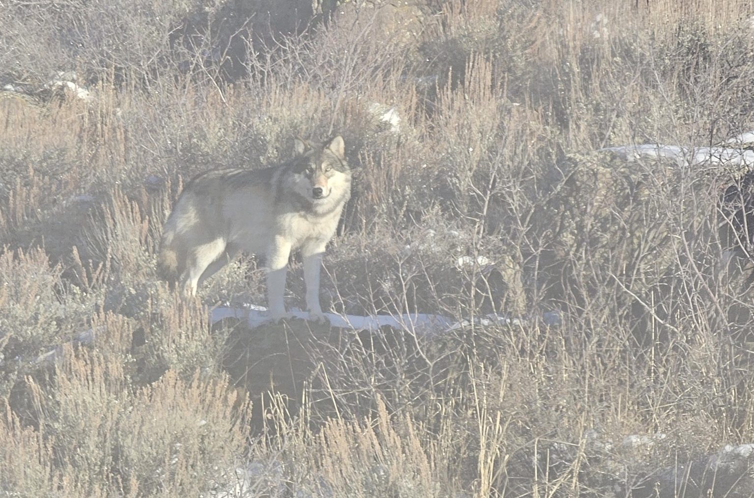 State confirms calf killed in Grand County wolf depredation after ...