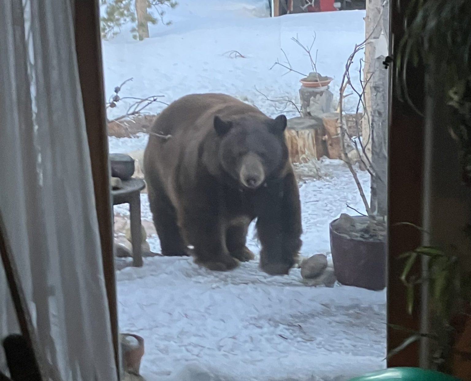 Bears are being spotted across Summit County and Colorado’s mountains ...