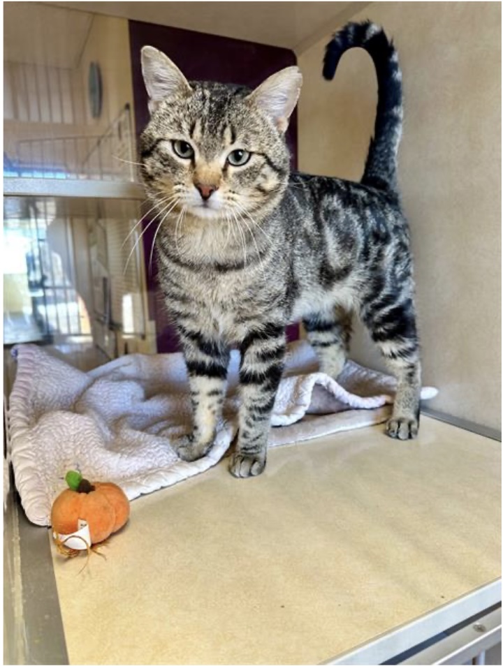 Pet scene: Summit County’s adoptable pets for the week of April 27 ...