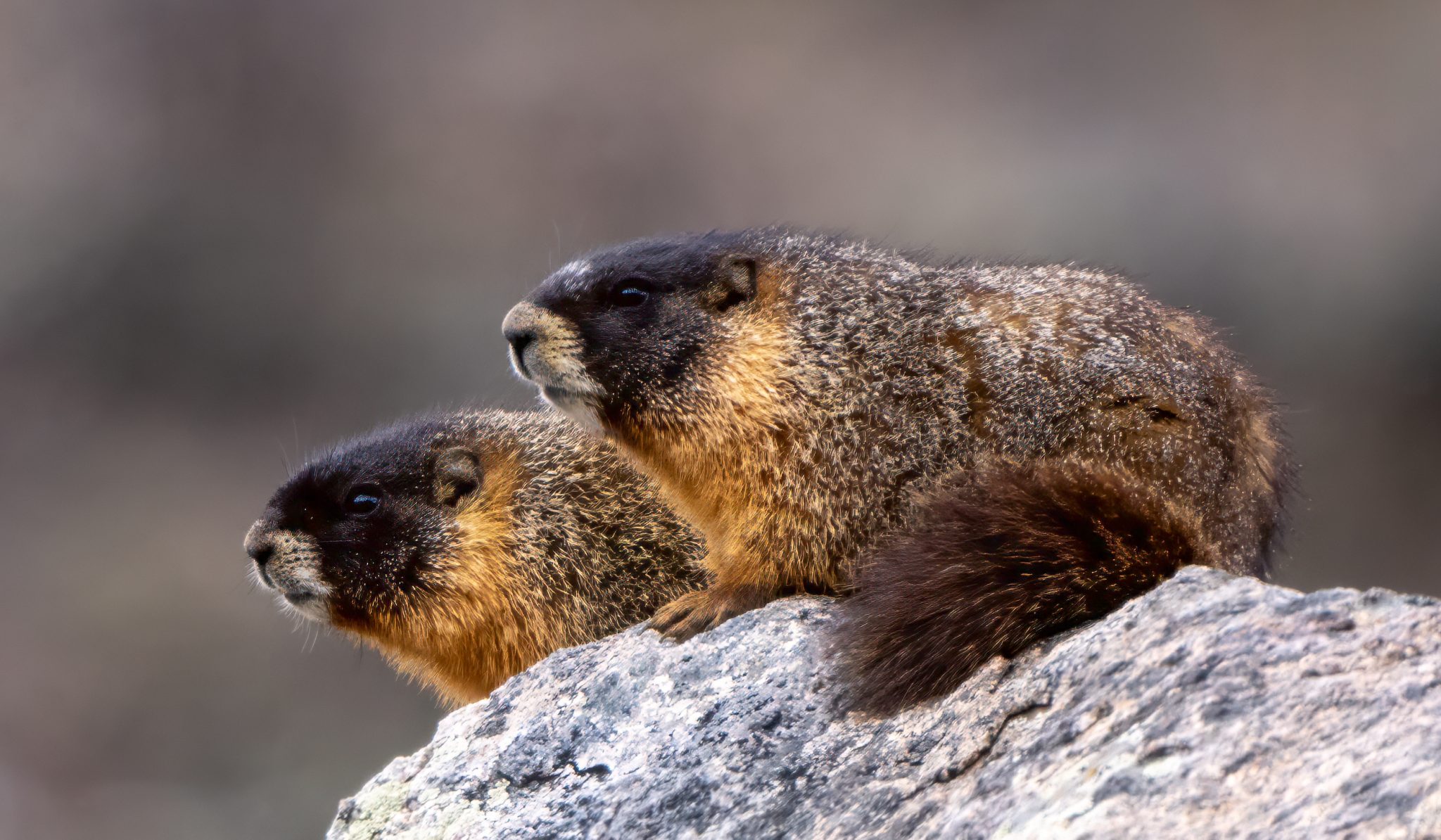 Get Wild: A madness of marmots | SummitDaily.com