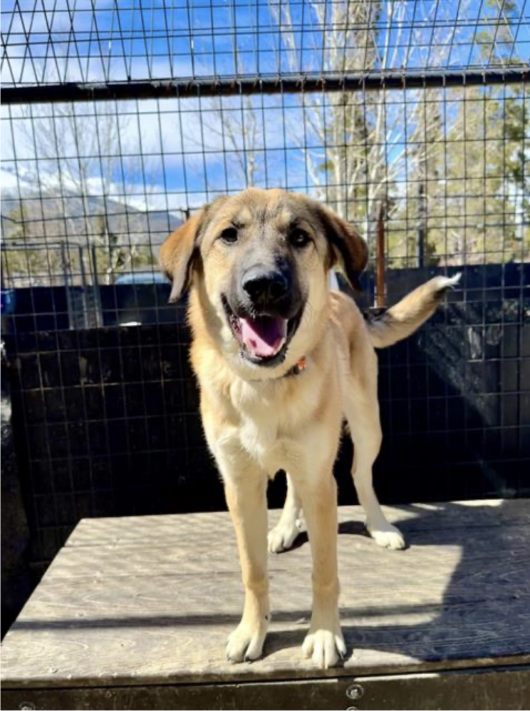 Pet scene: Summit County’s adoptable pets for the week of May 4 ...