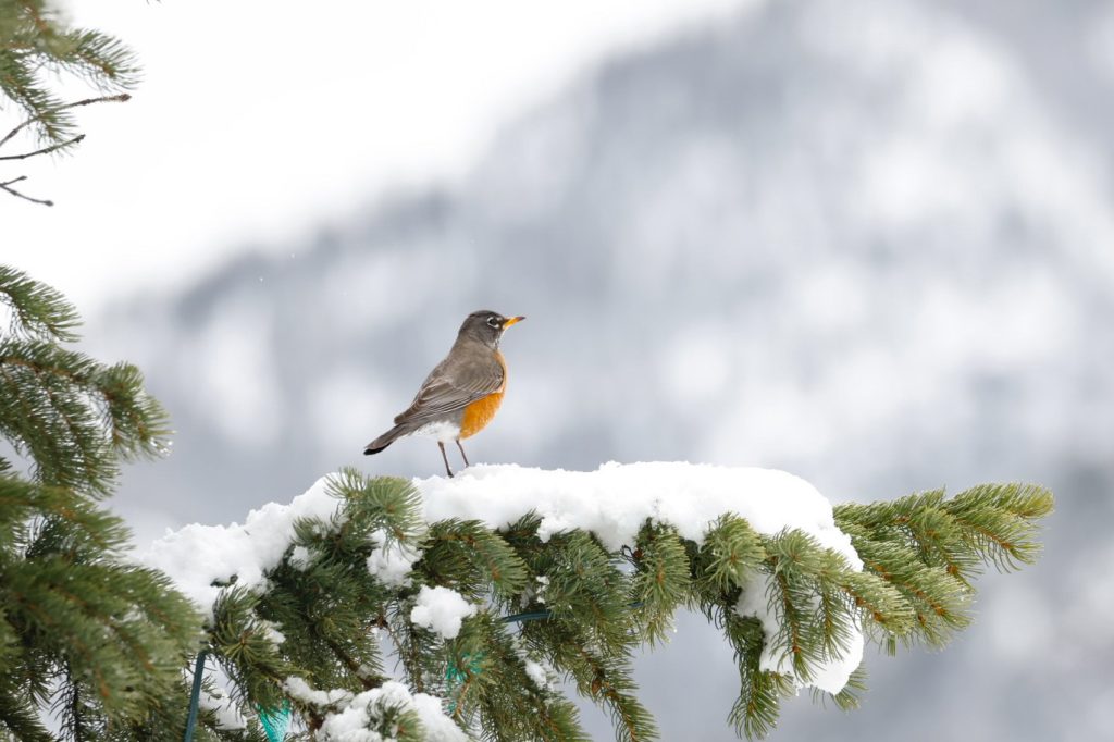 PHOTOS: Spring is settling into Summit County | SummitDaily.com