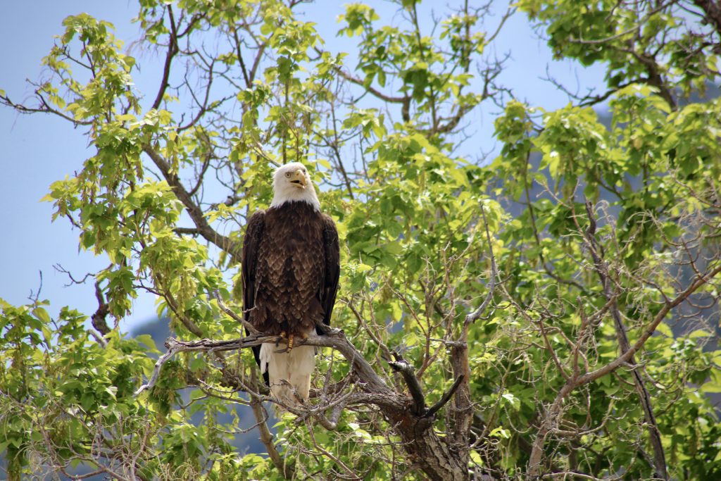 Colorado’s bald eagles are soaring in numbers, wildlife officials say ...