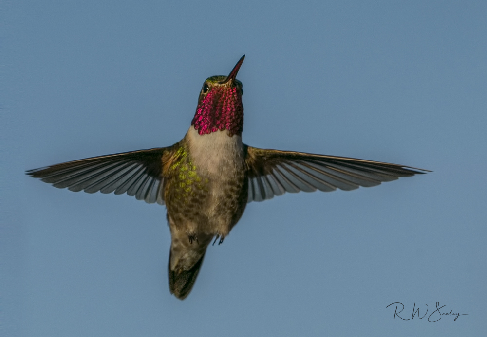 Get Wild: Spring birds are here | SummitDaily.com