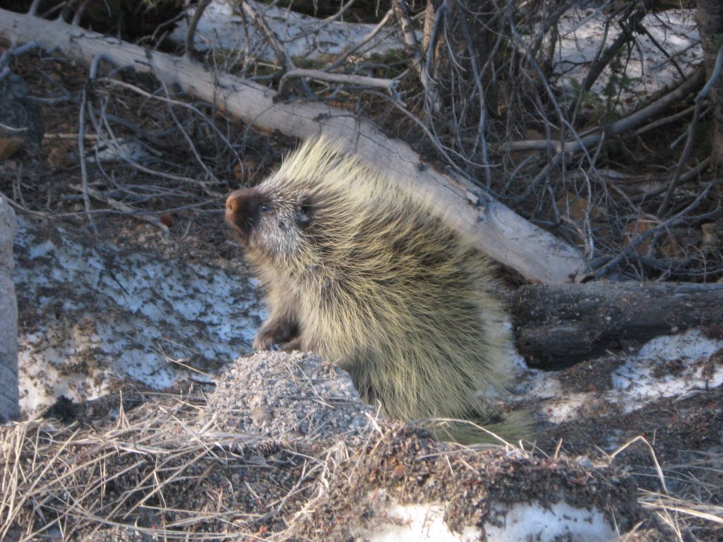 PHOTOS: Spring is settling into Summit County | SummitDaily.com