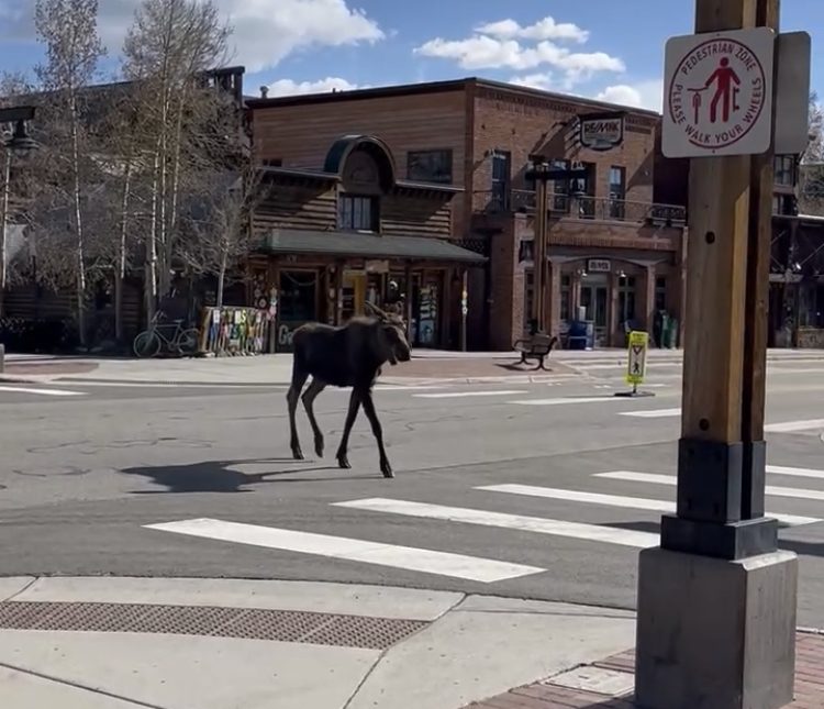 Young moose wanders along Frisco Main Street, exciting onlookers ...