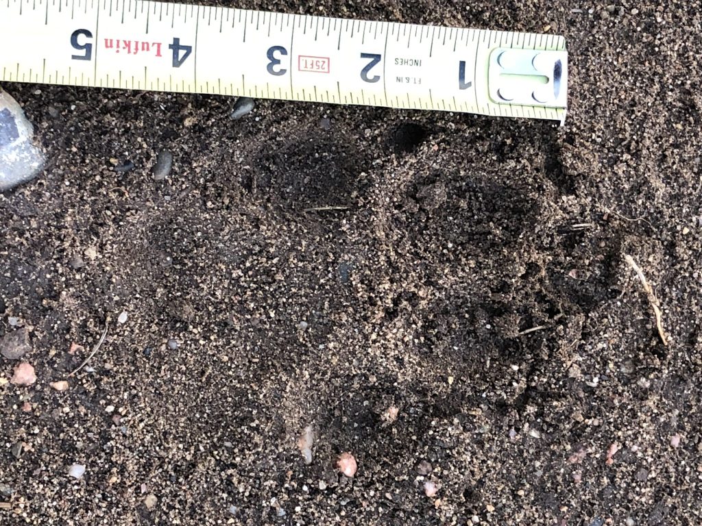 Colorado wildlife officials confirm gray wolf depredation in Jackson ...