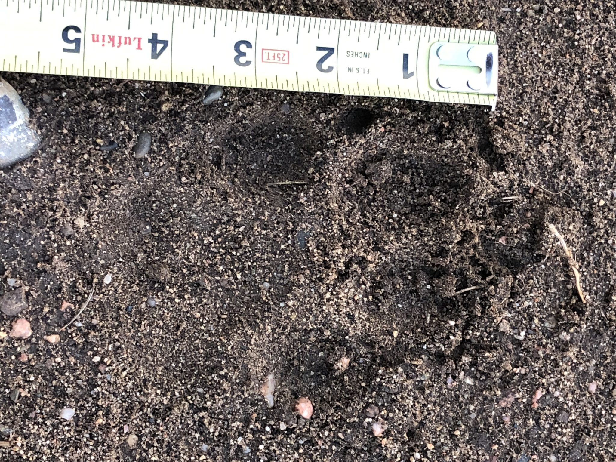 Colorado wildlife officials confirm gray wolf depredation in Jackson ...