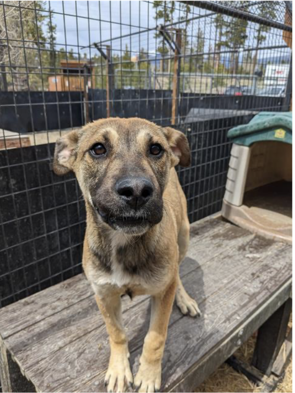 Pet scene: Summit County’s adoptable pets for the week of June 2 ...