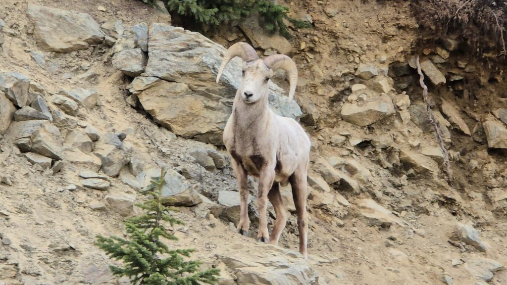Spotted in Summit County: Readers submit photos of wildlife ...