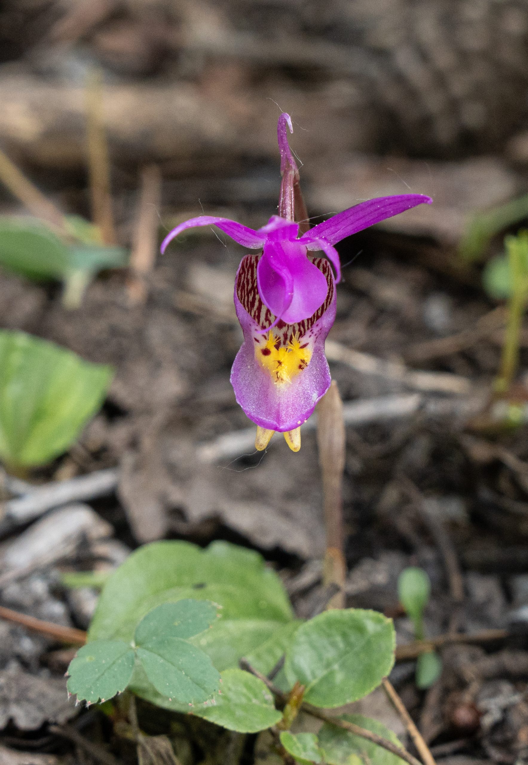 Get Wild: Wild orchids are blooming in Summit County | SummitDaily.com