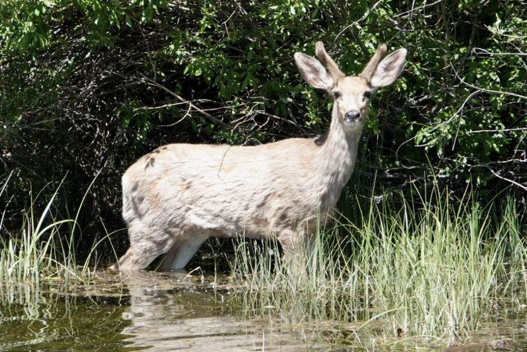 Spotted in Summit County: Readers submit photos of wildlife ...
