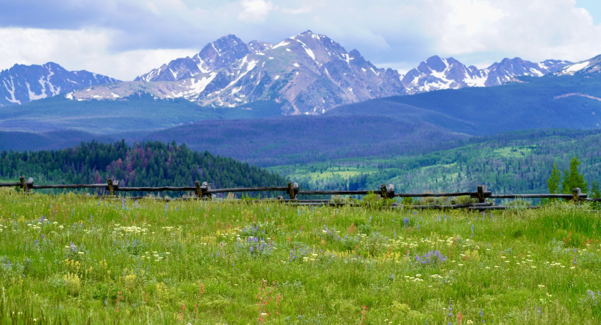Here’s how to find wildflowers while avoiding muddy, snowy trails in ...