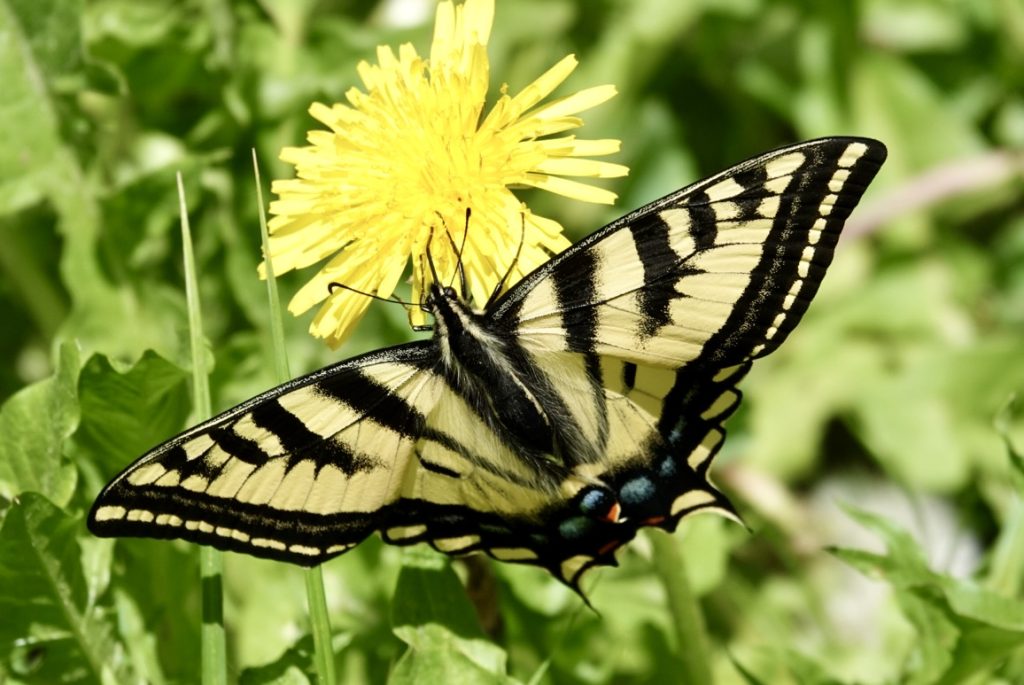 Spotted in Summit County: Readers submit photos of wildlife ...