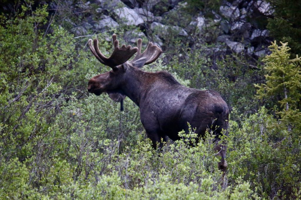 Spotted in Summit County: Readers submit photos of wildlife ...