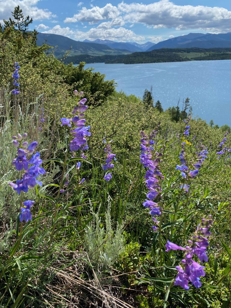 Spotted in Summit County: Readers submit photos of wildlife ...