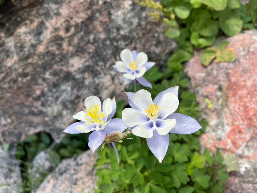 Get Wild: Everything in bloom | SummitDaily.com