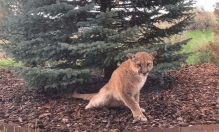 Scientists found ‘staggering disease’ in a Colorado mountain lion. A ...