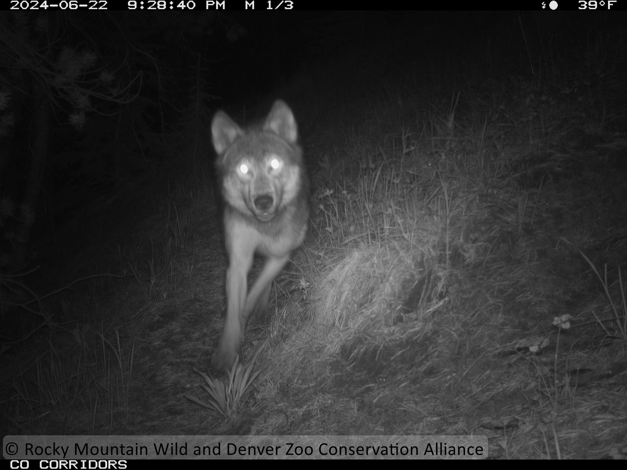 Vail Pass camera captures one of Colorado’s new wolves | SummitDaily.com