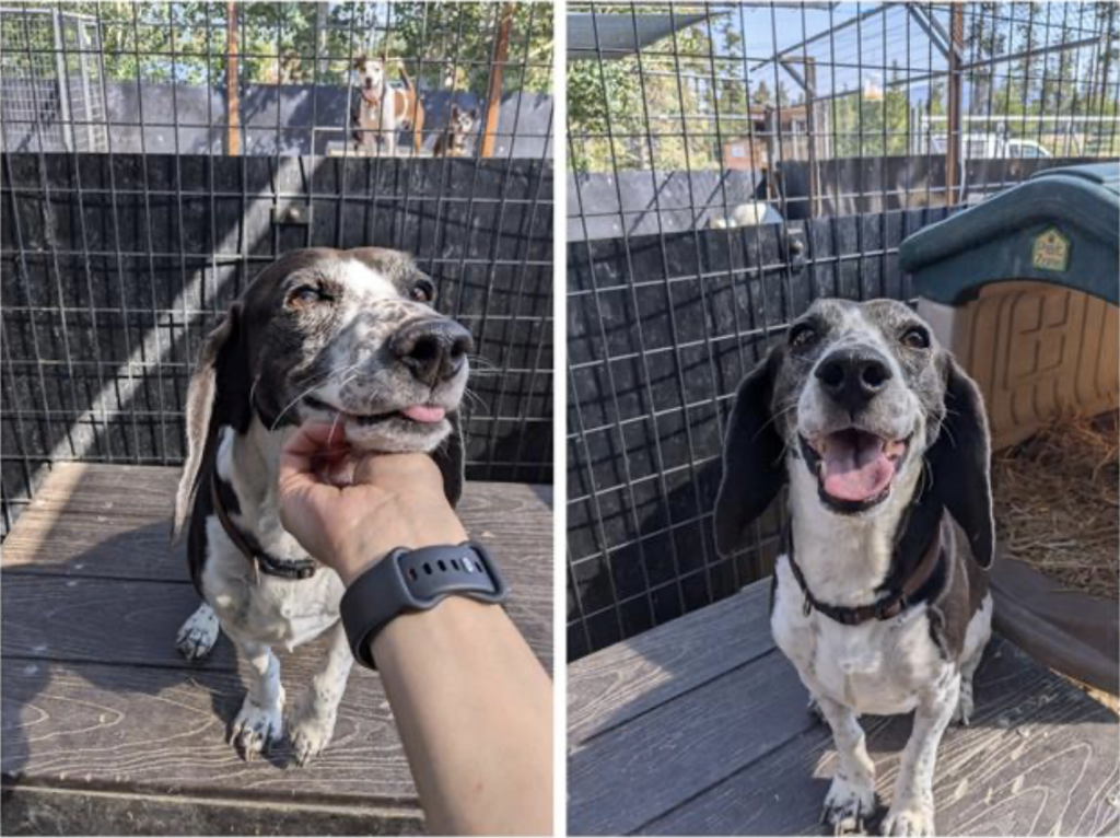 Pet Scene: Summit County’s adoptable pets for the week of July 21 ...